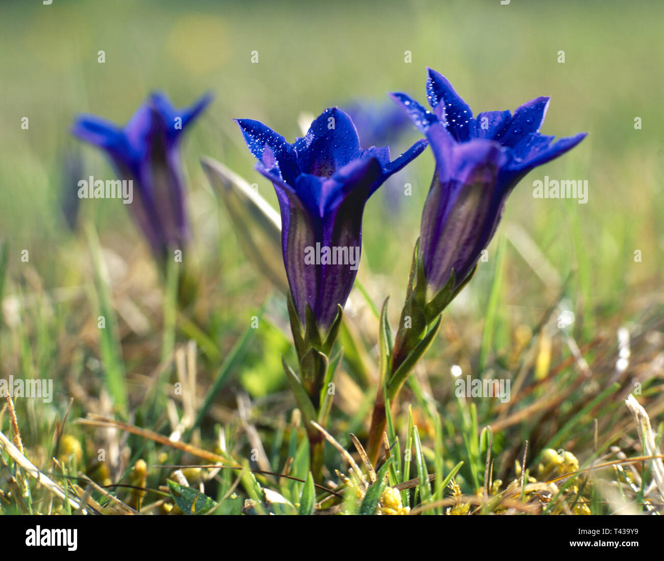 Stemless gentians hi-res stock photography and images - Alamy
