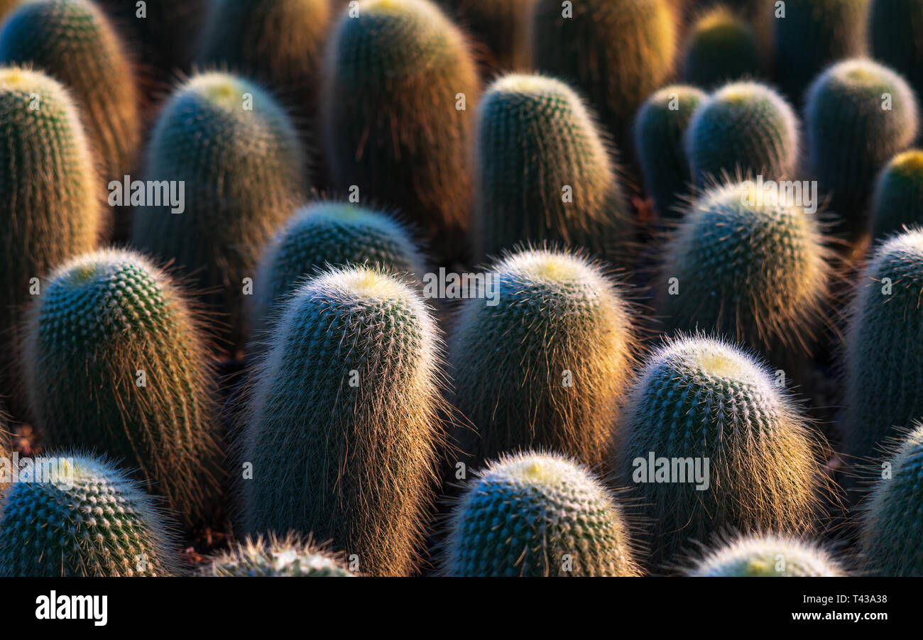 Beautiful many vibrant green small cactus pattern texture for ...