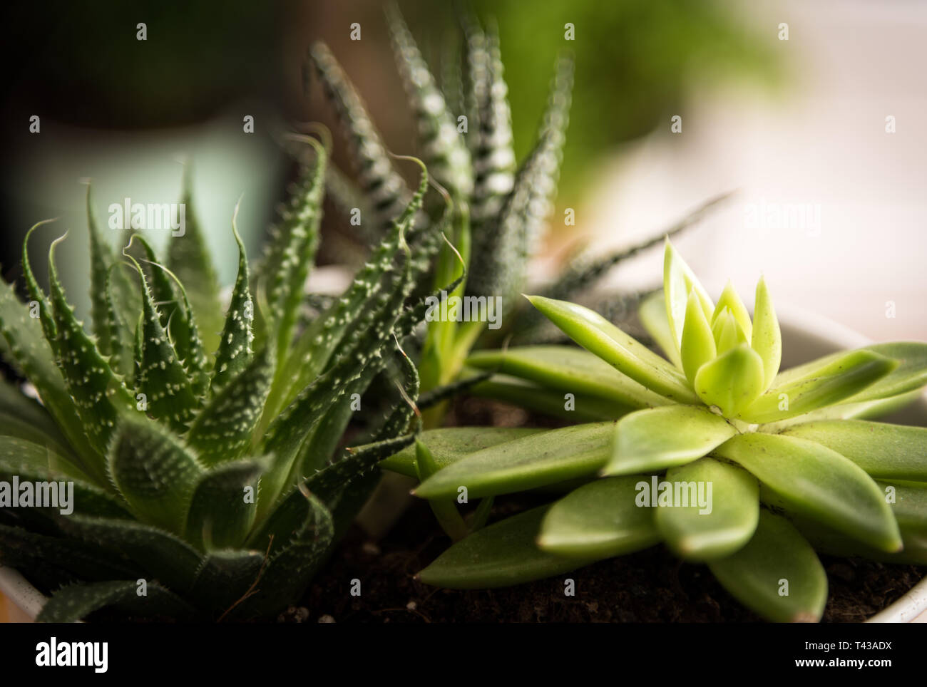 Pure aloe vera juice hi-res stock photography and images - Alamy