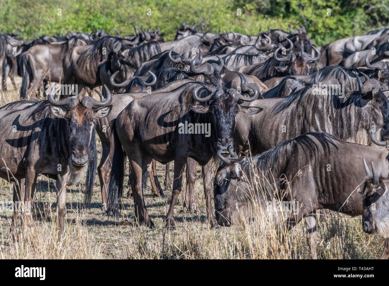 Group of Wildebeest gathering and preparing for crossing river during ...