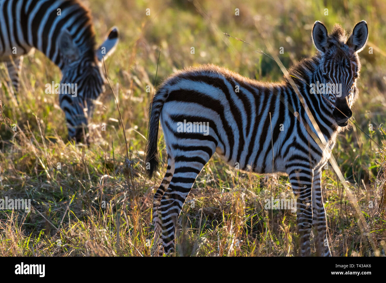Zebra calf hi-res stock photography and images - Alamy