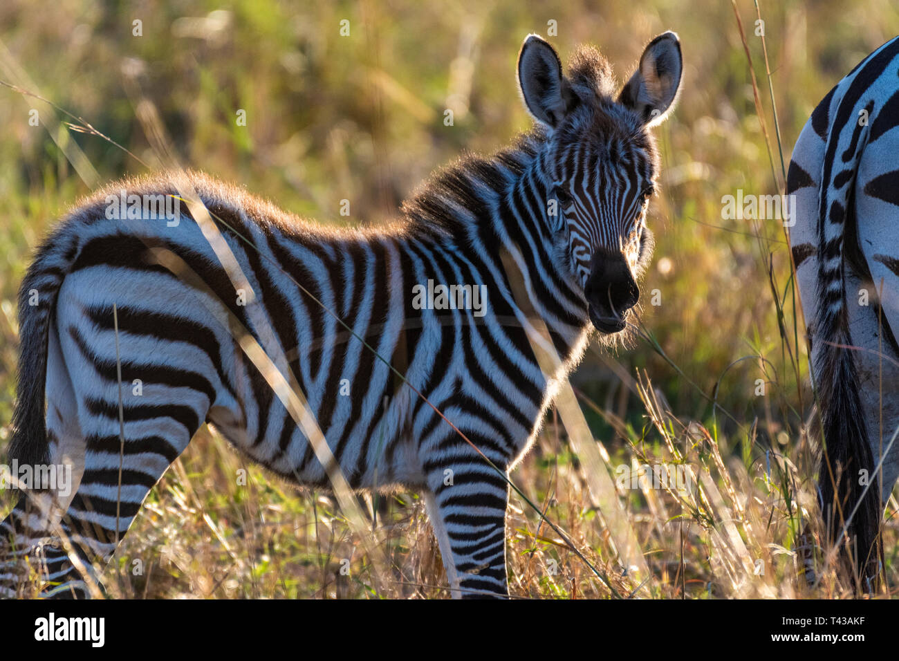 zebra calf walking alone without her mother in Maasai Mara at sunrise ...