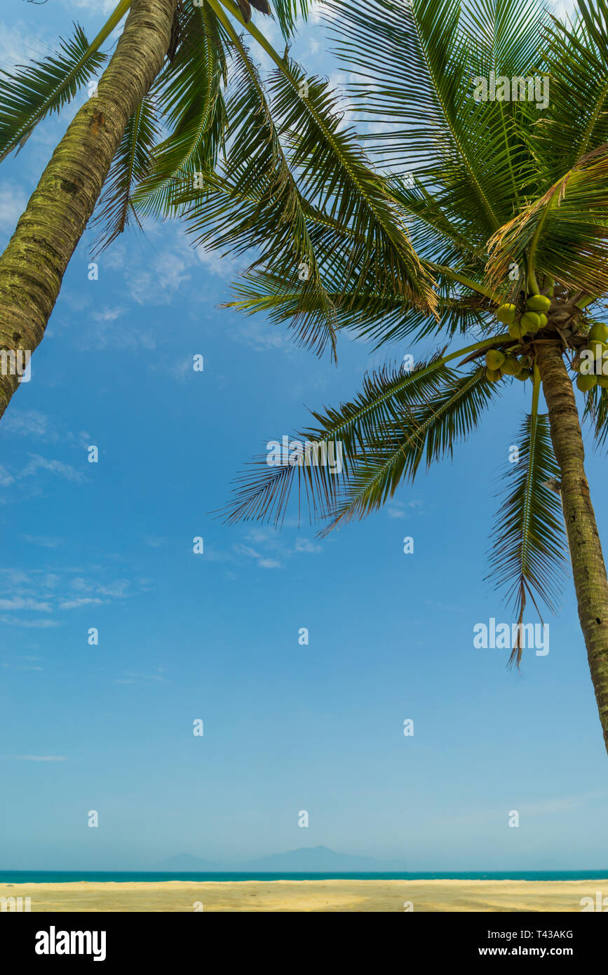 Coconut tree at the tropical resort Stock Photo - Alamy