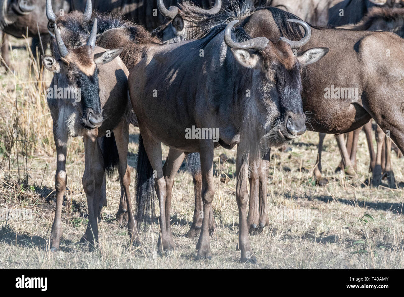 Group of Wildebeest gathering and preparing for crossing river during ...