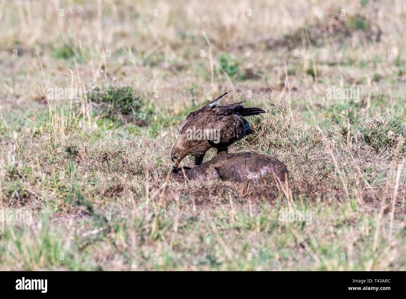 Eagle eating snake hi-res stock photography and images - Alamy