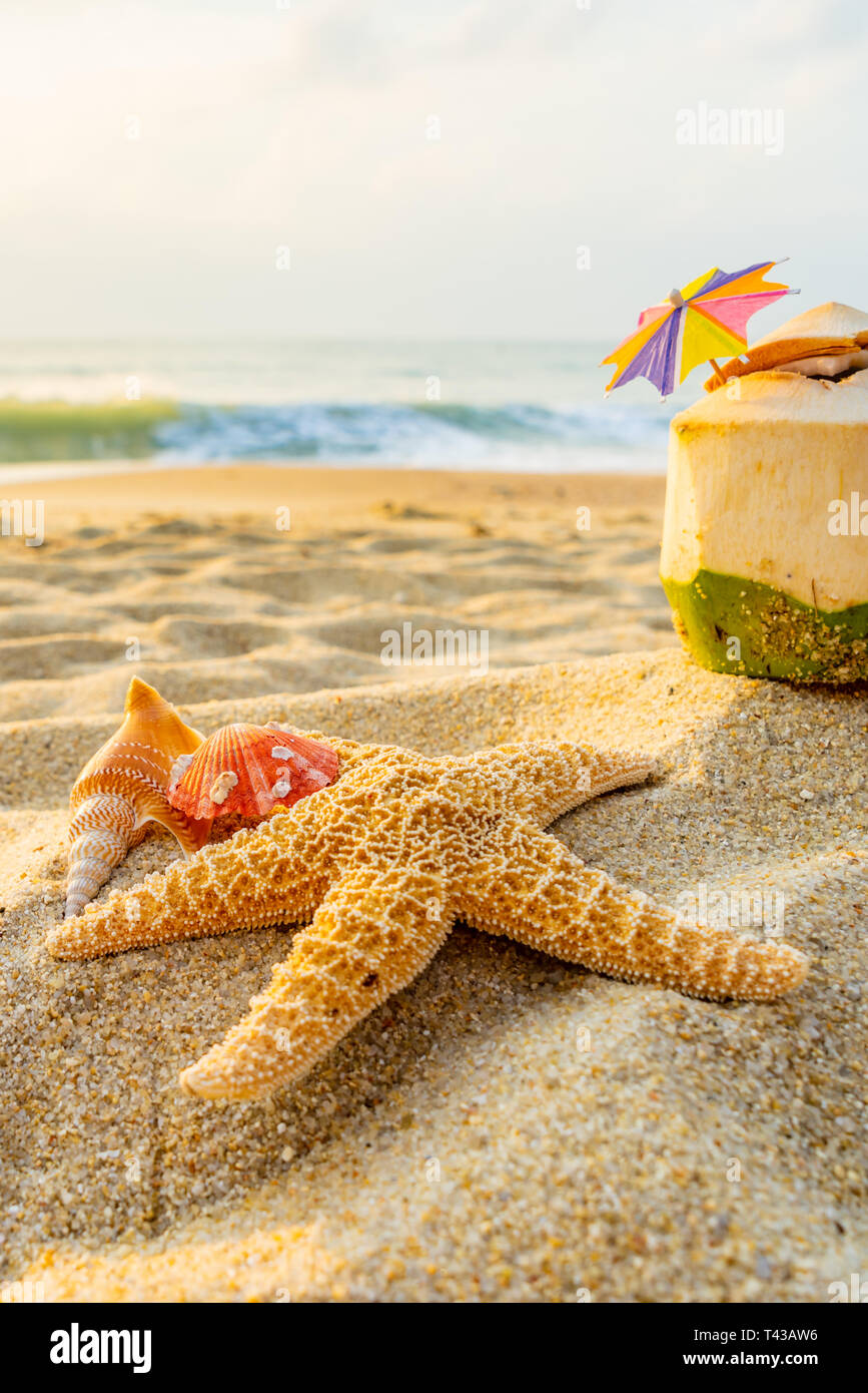 Coconut, seashell and Starfish at the tropical beach Stock Photo - Alamy