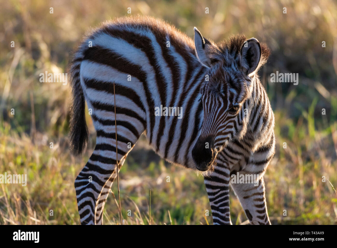 zebra calf walking alone without her mother in Maasai Mara at sunrise ...