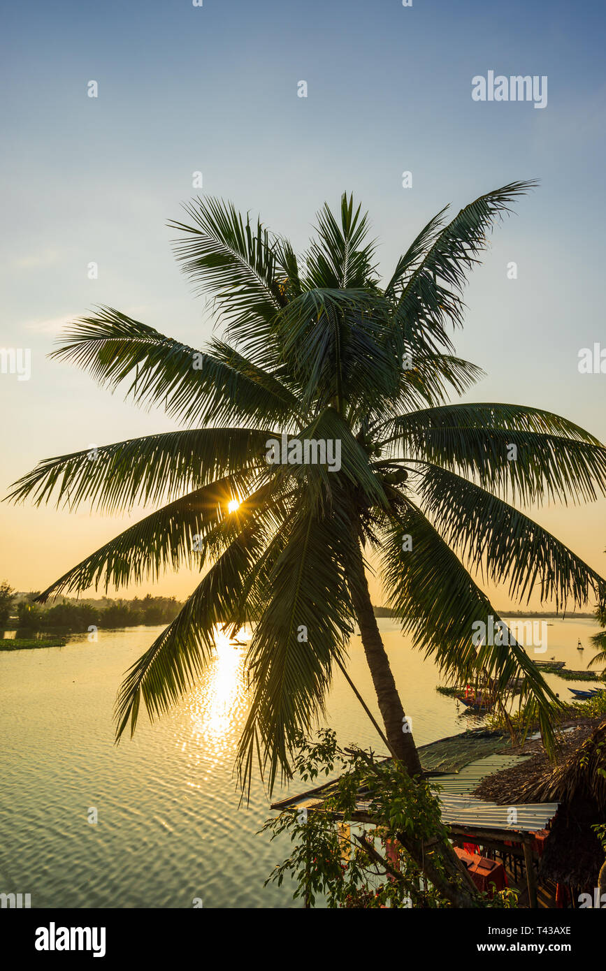Coconut tree at the tropical resort Stock Photo - Alamy