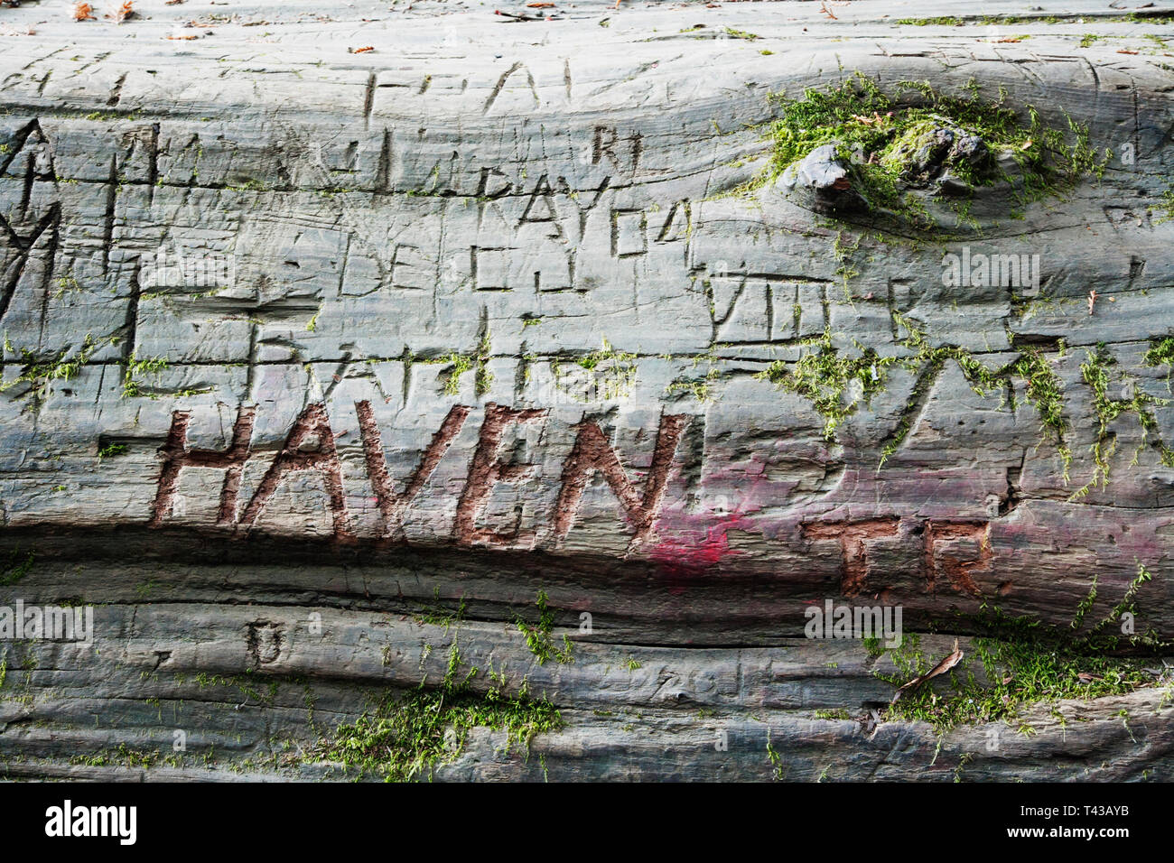 Redwood carving hi-res stock photography and images - Alamy