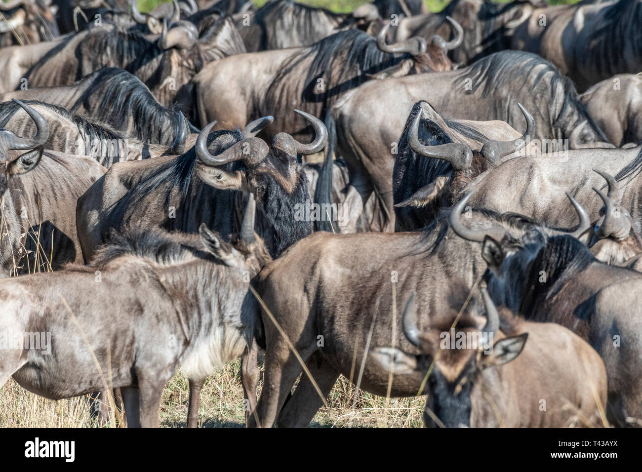 Group of Wildebeest gathering and preparing for crossing river during ...