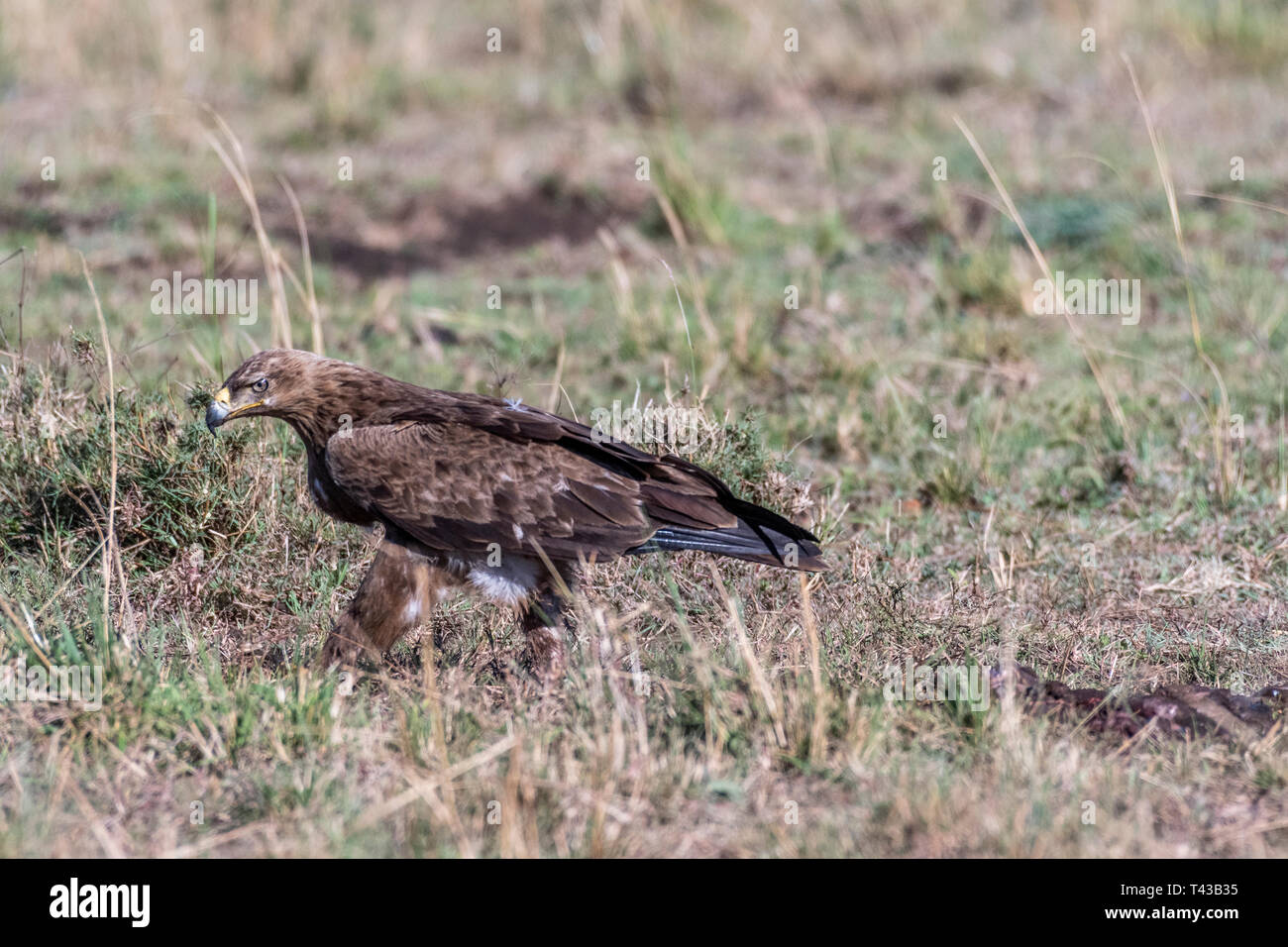 Eagle eating snake hi-res stock photography and images - Alamy