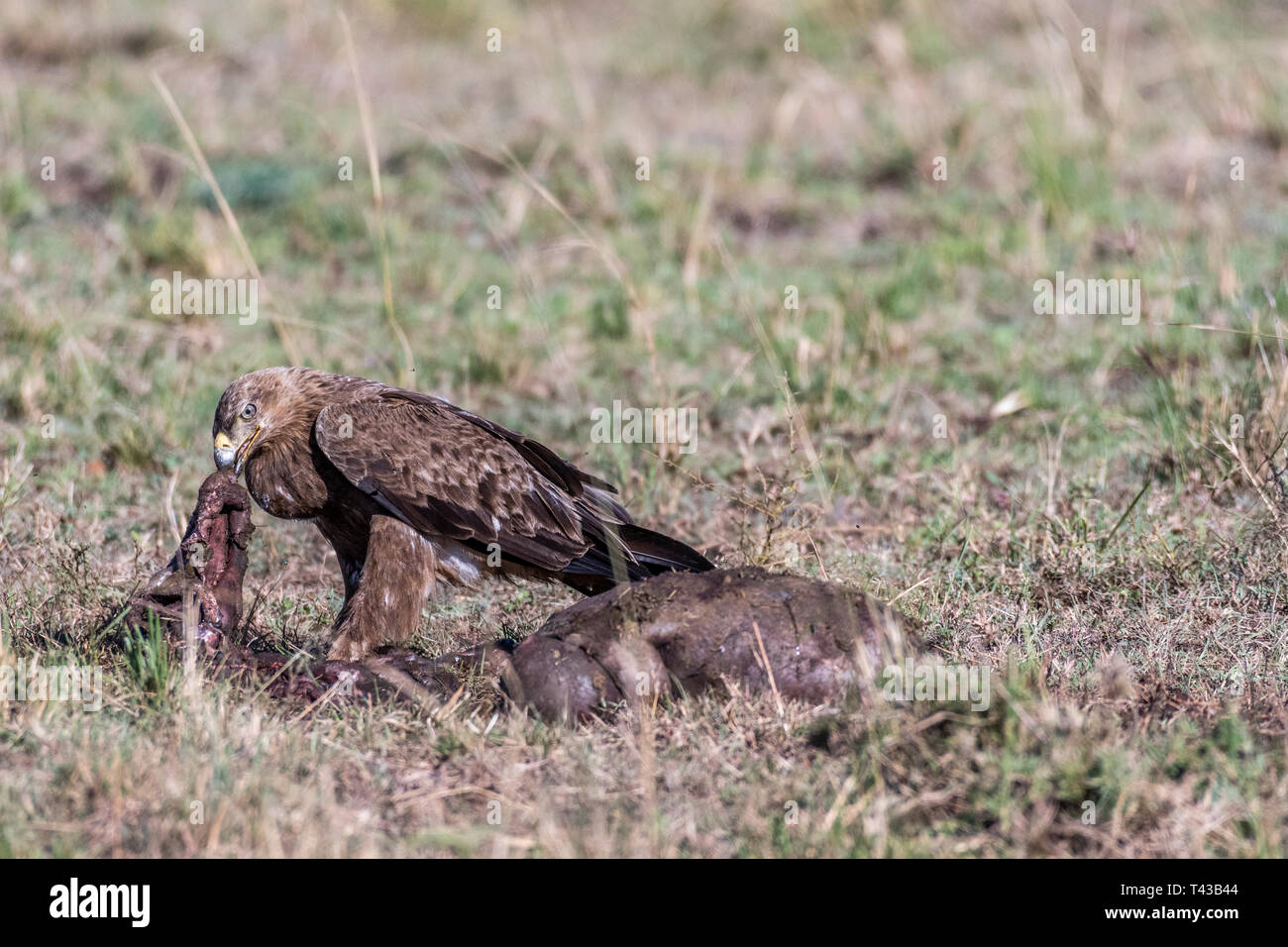 Eagle eating snake hi-res stock photography and images - Alamy