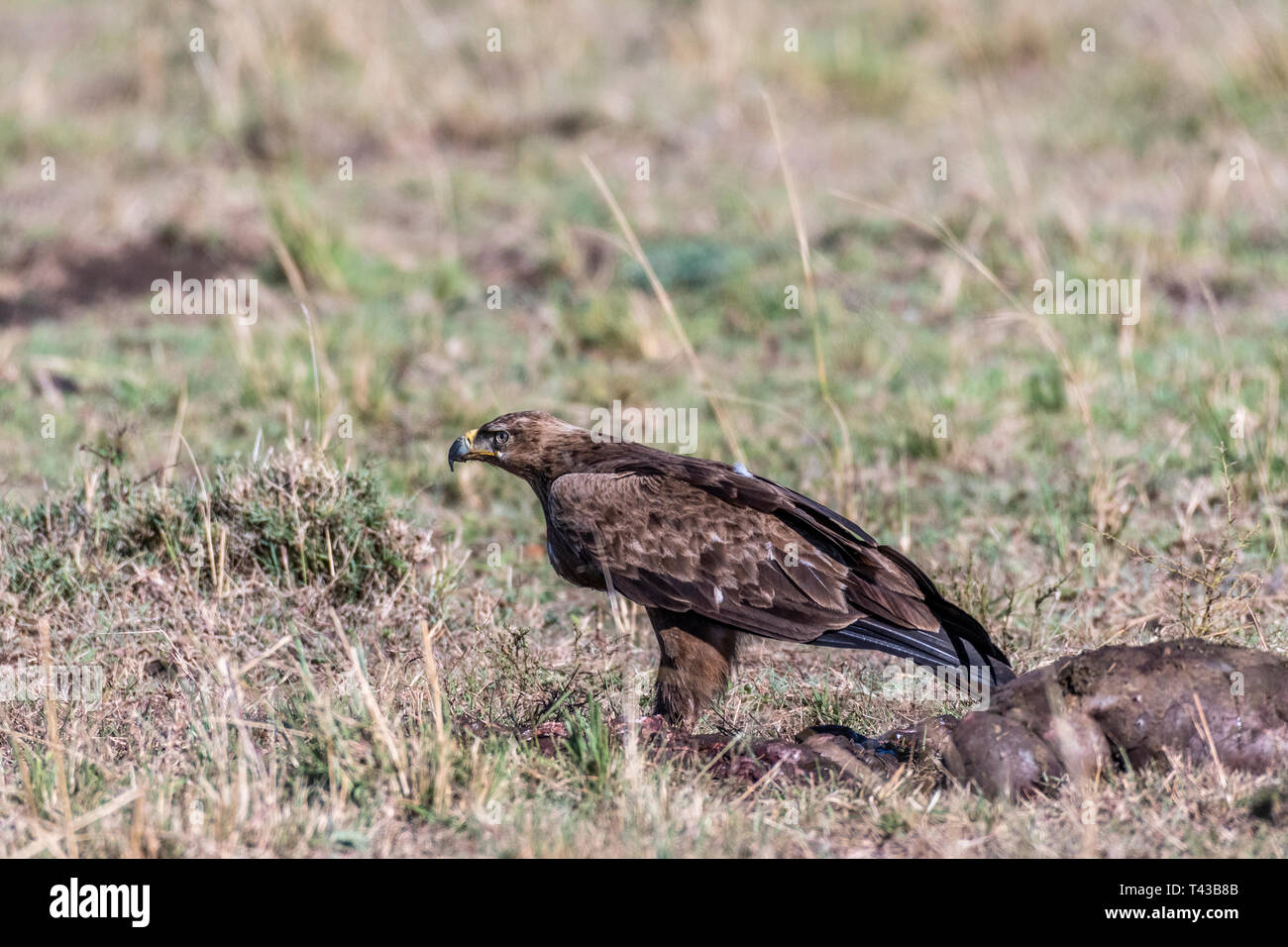 Eagle eating snake hi-res stock photography and images - Alamy