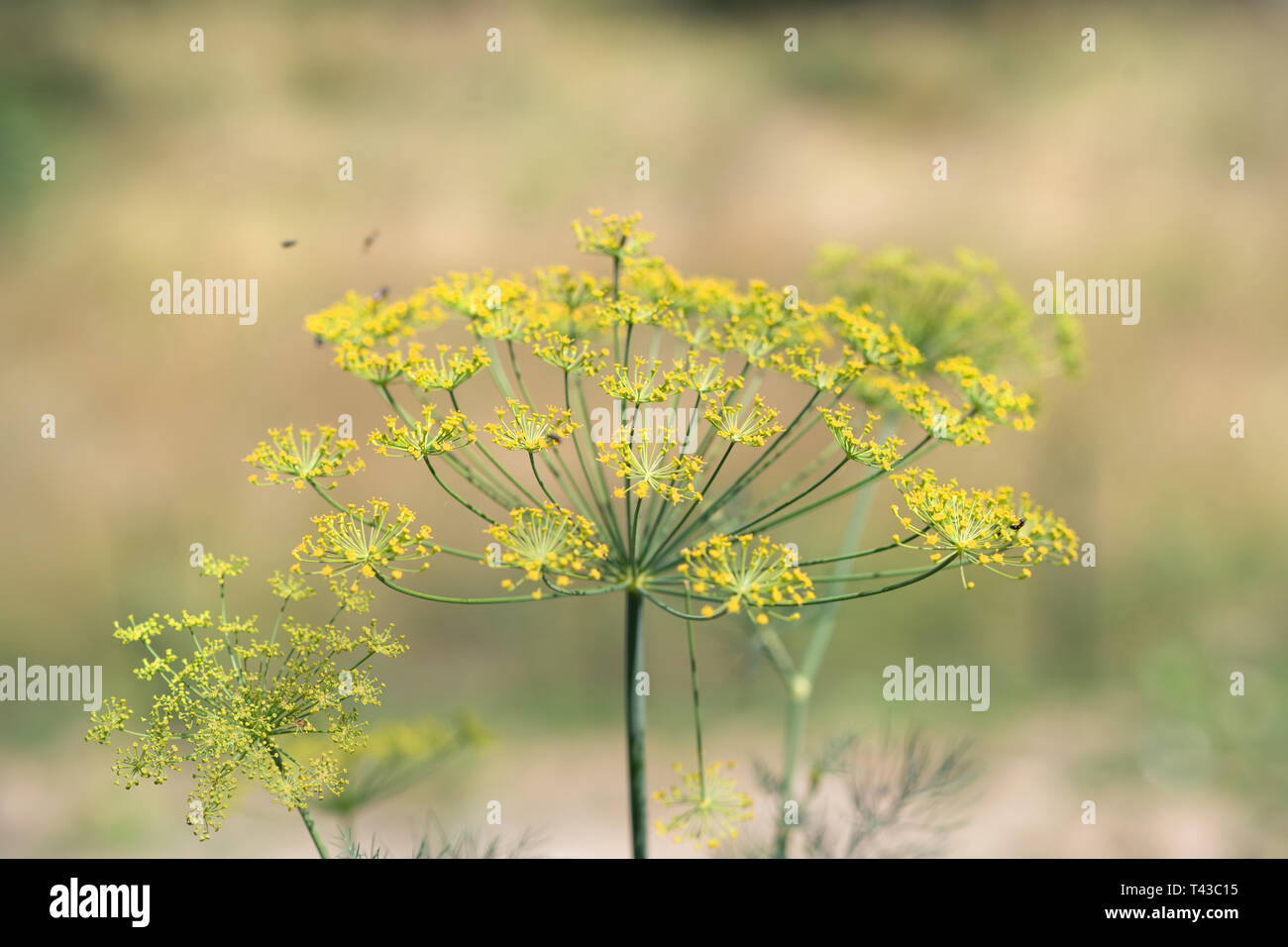 A dill flower background in summer time Stock Photo - Alamy
