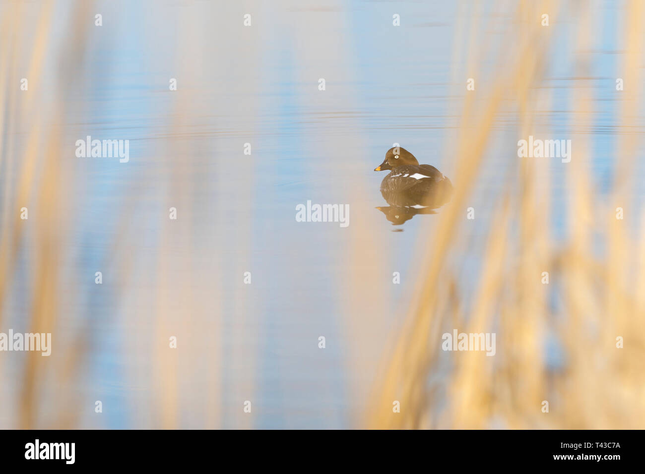 Female Barrow's goldeneye swim in a lake in spring Stock Photo - Alamy