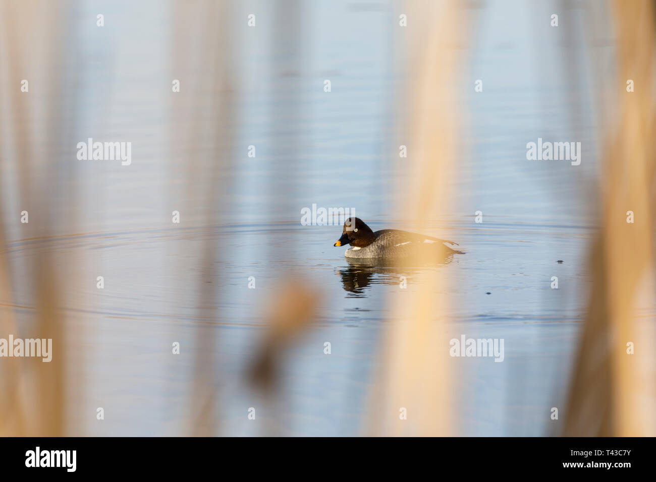 Female Barrow's goldeneye swim in a lake in spring Stock Photo - Alamy
