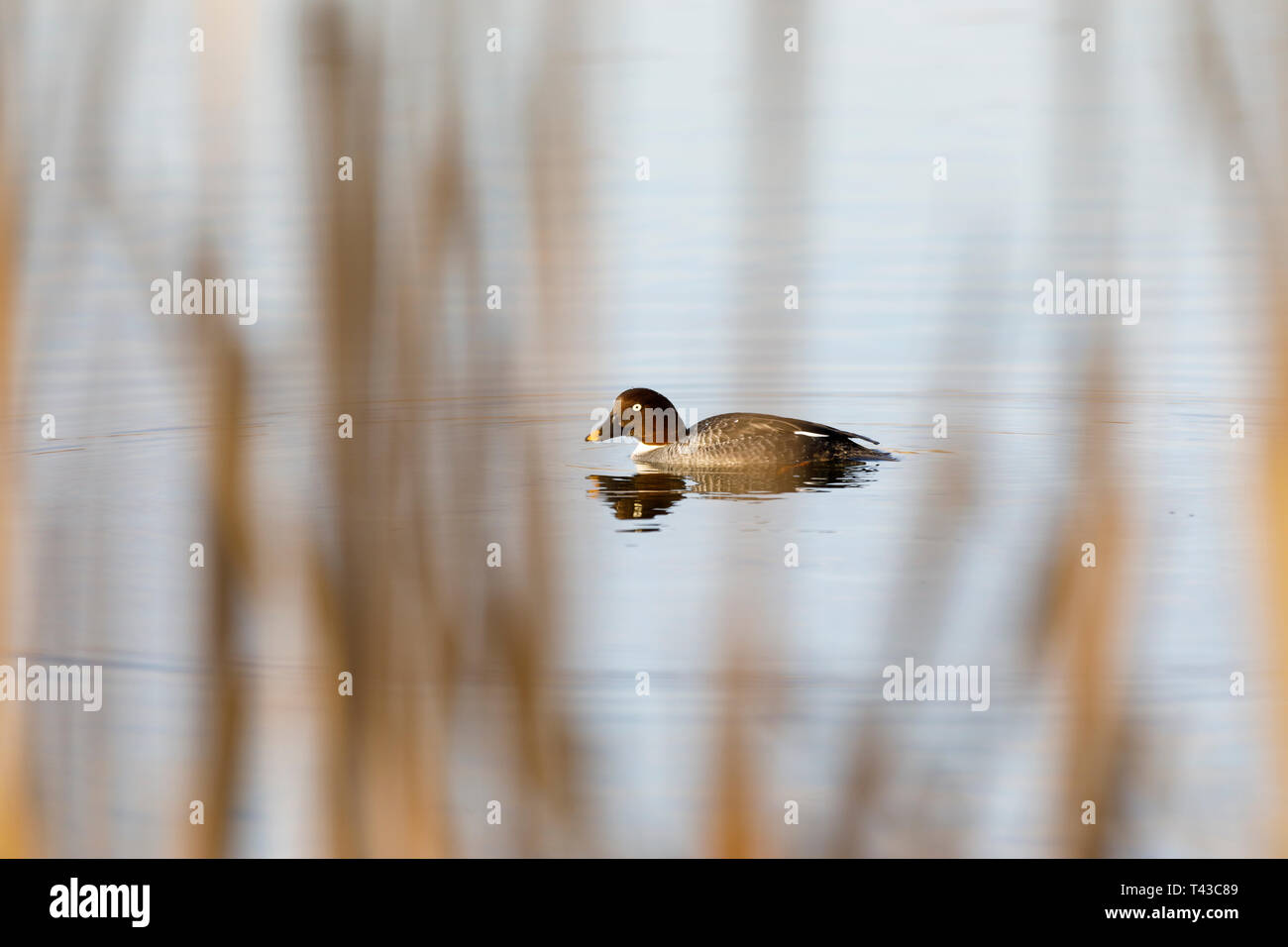 Female Barrow's goldeneye swim in a lake in spring Stock Photo - Alamy