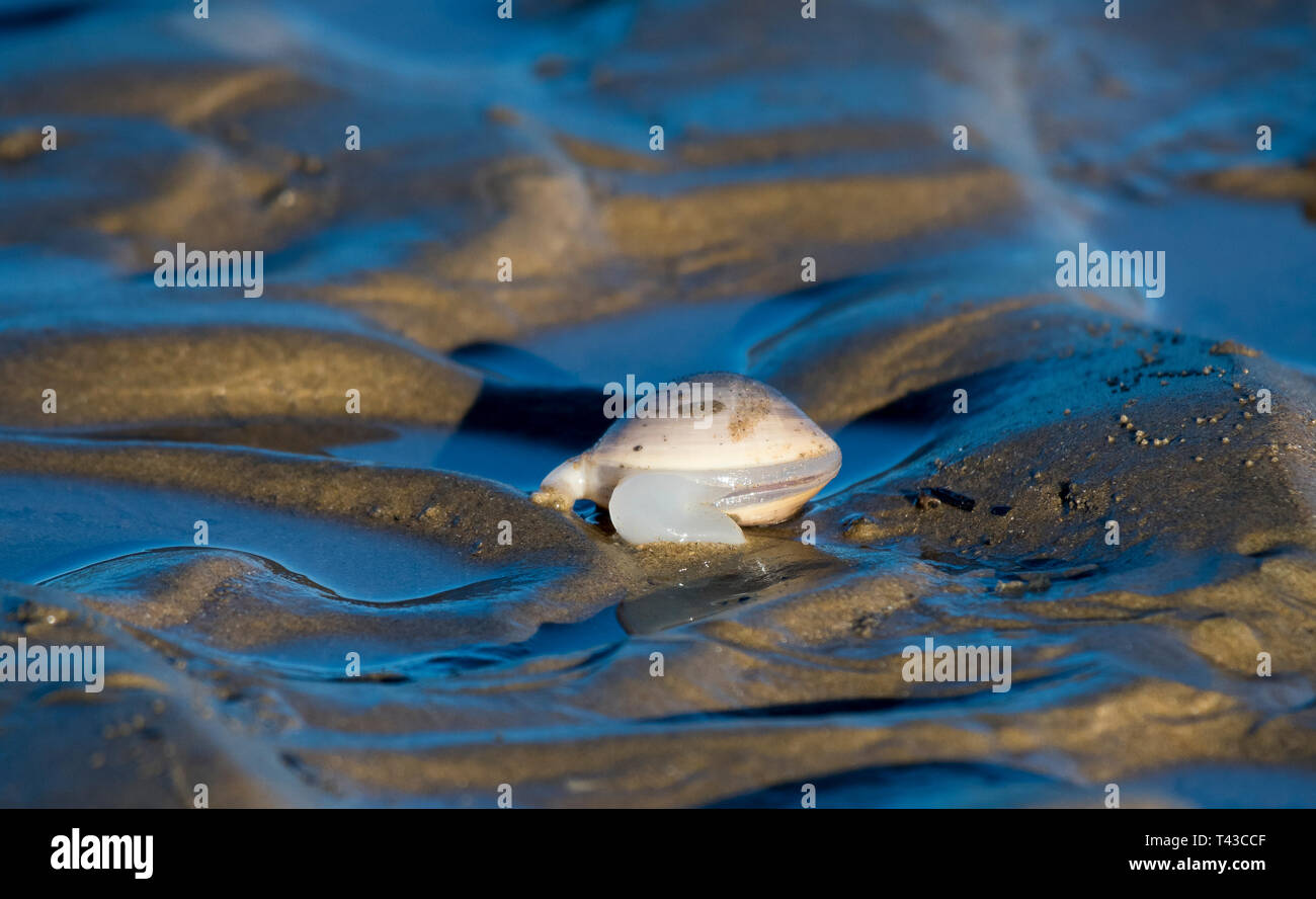 Pipi australia hi-res stock photography and images - Alamy