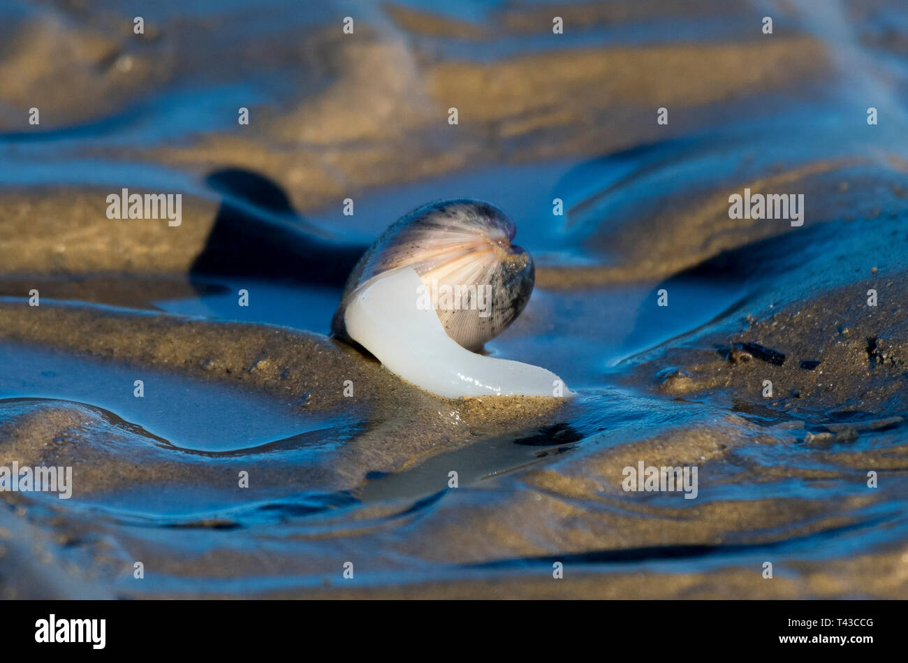 Common pipi hi-res stock photography and images - Alamy