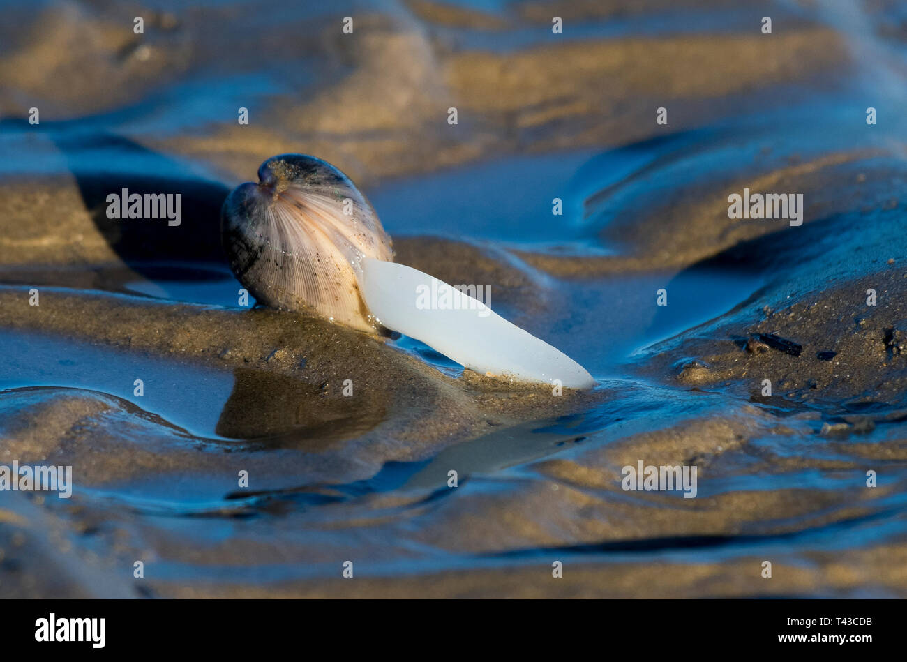 Cattle creek queensland hi-res stock photography and images - Alamy