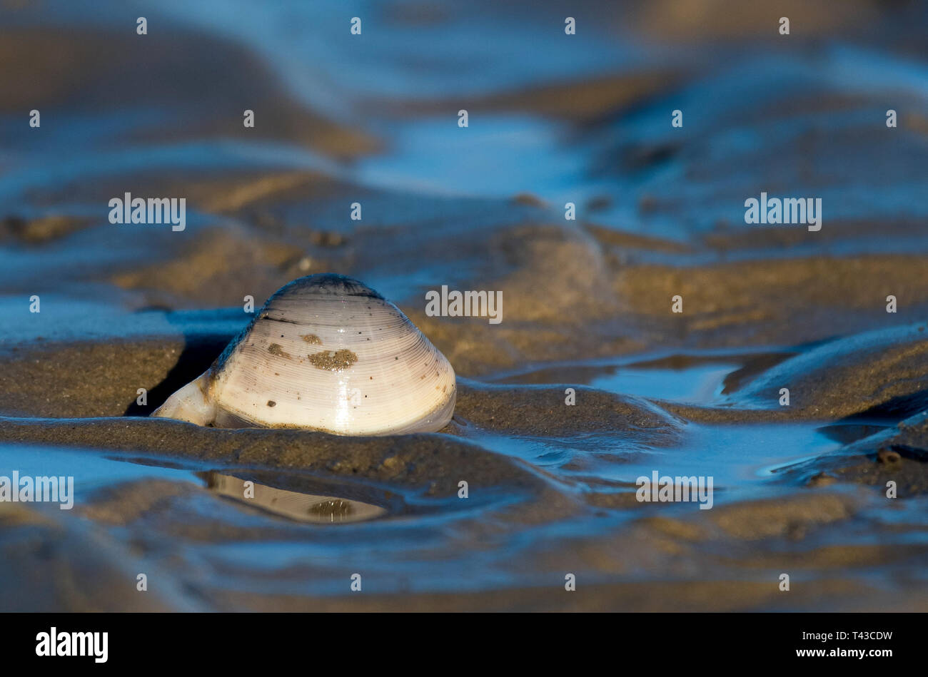 Pipi australia hi-res stock photography and images - Alamy