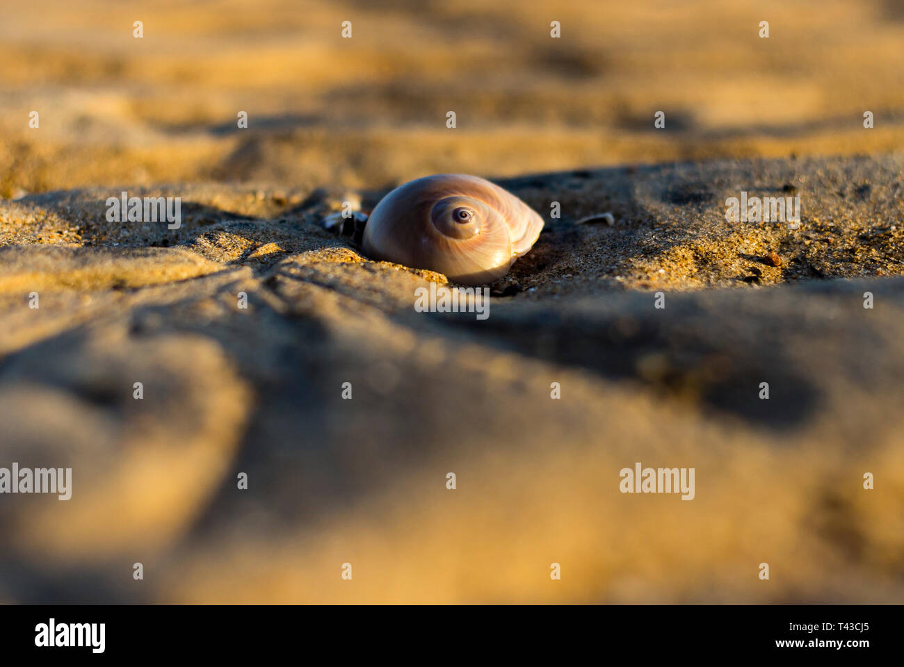 Moon Snail High Resolution Stock Photography and Images - Alamy