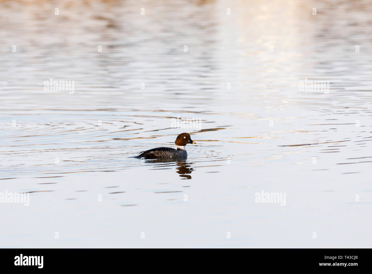 Female Barrow's goldeneye swim in a lake in spring Stock Photo - Alamy