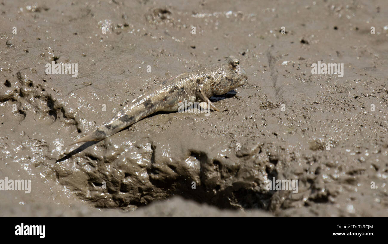 Mudskipper australia hi-res stock photography and images - Alamy