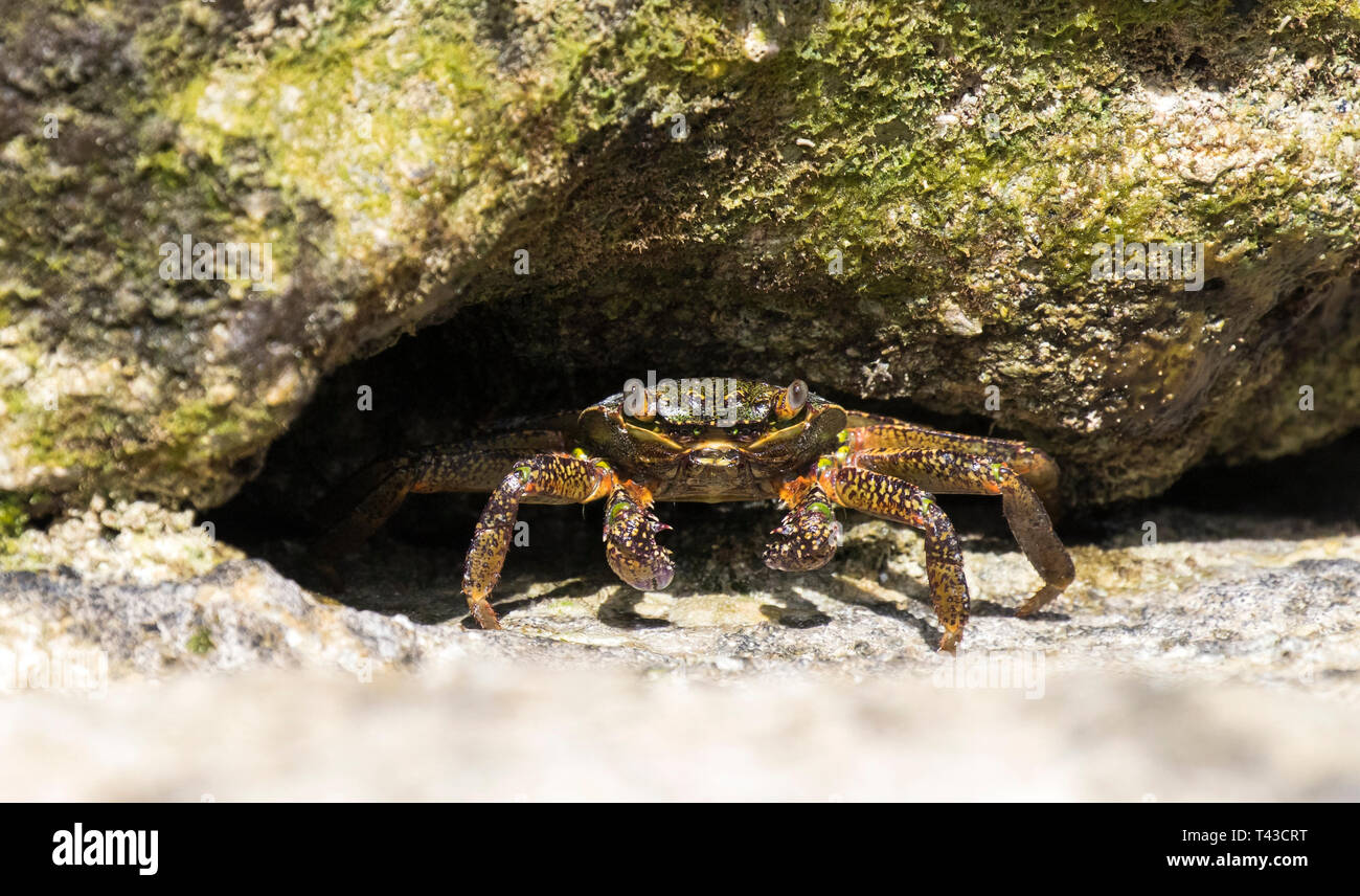 Swift footed crab hi-res stock photography and images - Alamy
