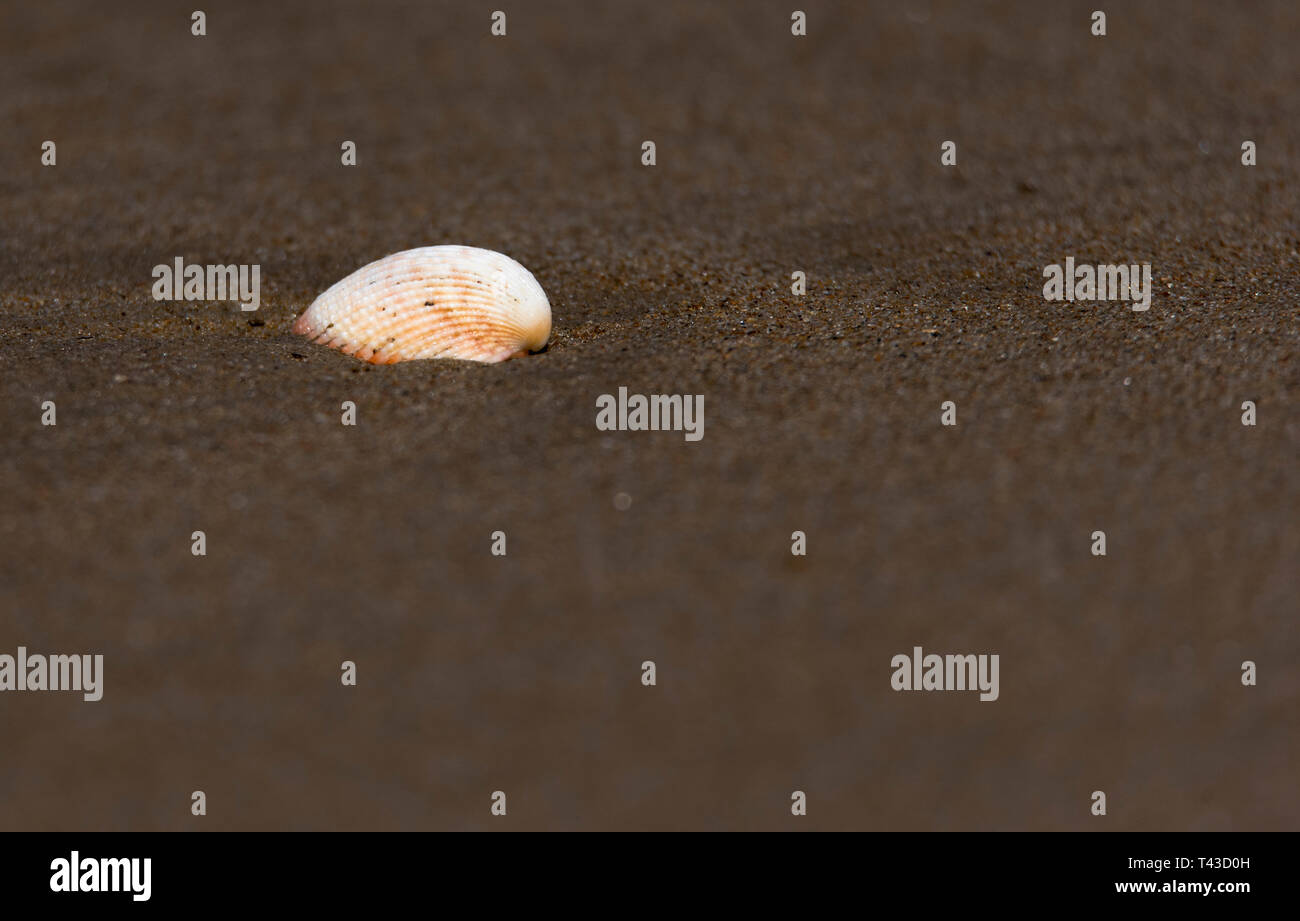 Cockle Beach Australia High Resolution Stock Photography and Images - Alamy