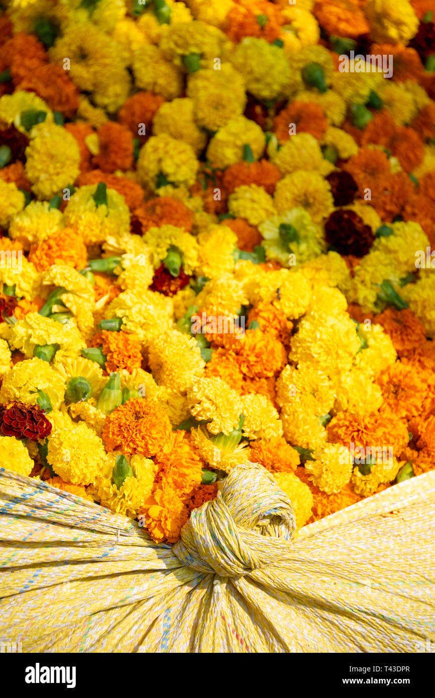 Vertical close up of marigold garlands at Mullik Ghat flower market in ...