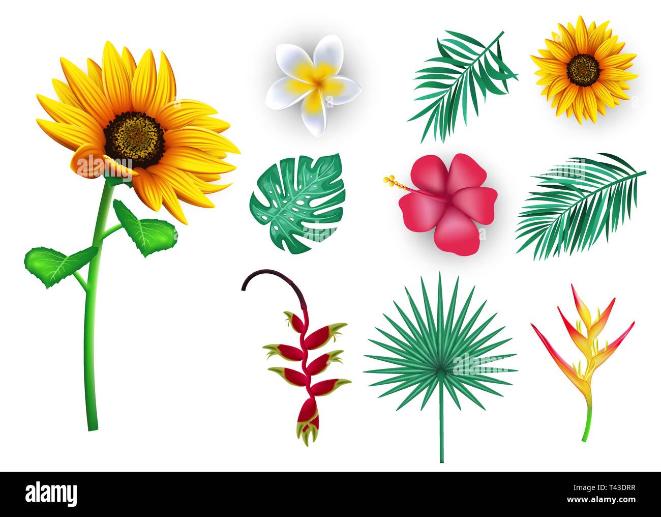 Yellow flower in palm Cut Out Stock Images & Pictures - Alamy
