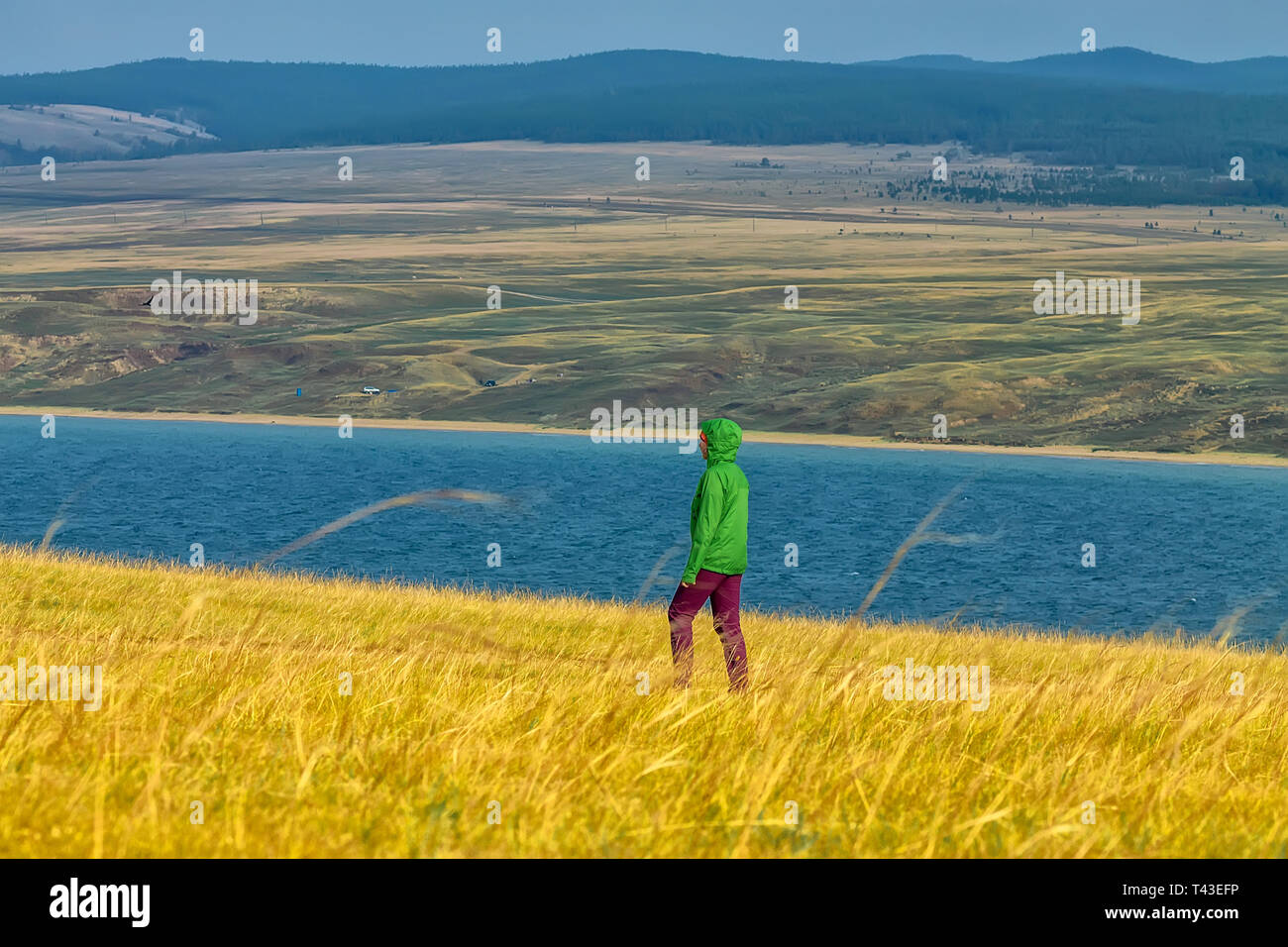 tourist girl walks in yellow grass across a field overlooking the water ...