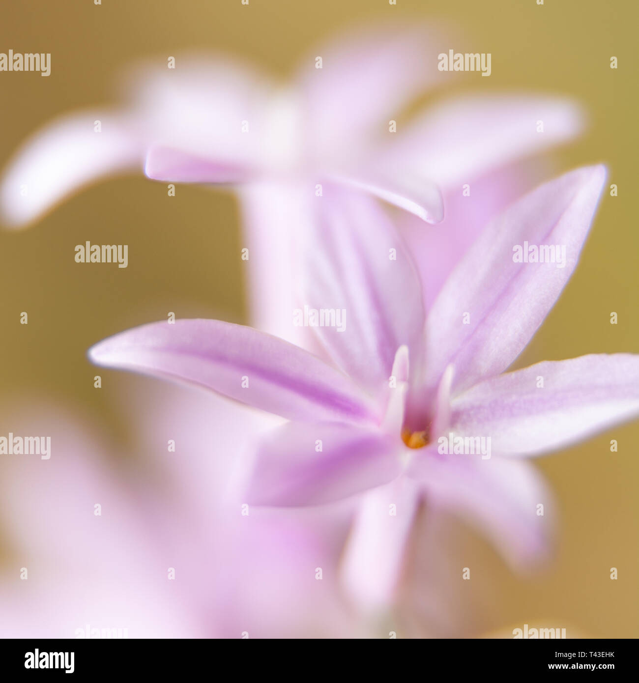 photo of pink wild garlic flowers with specific focus area Stock Photo ...