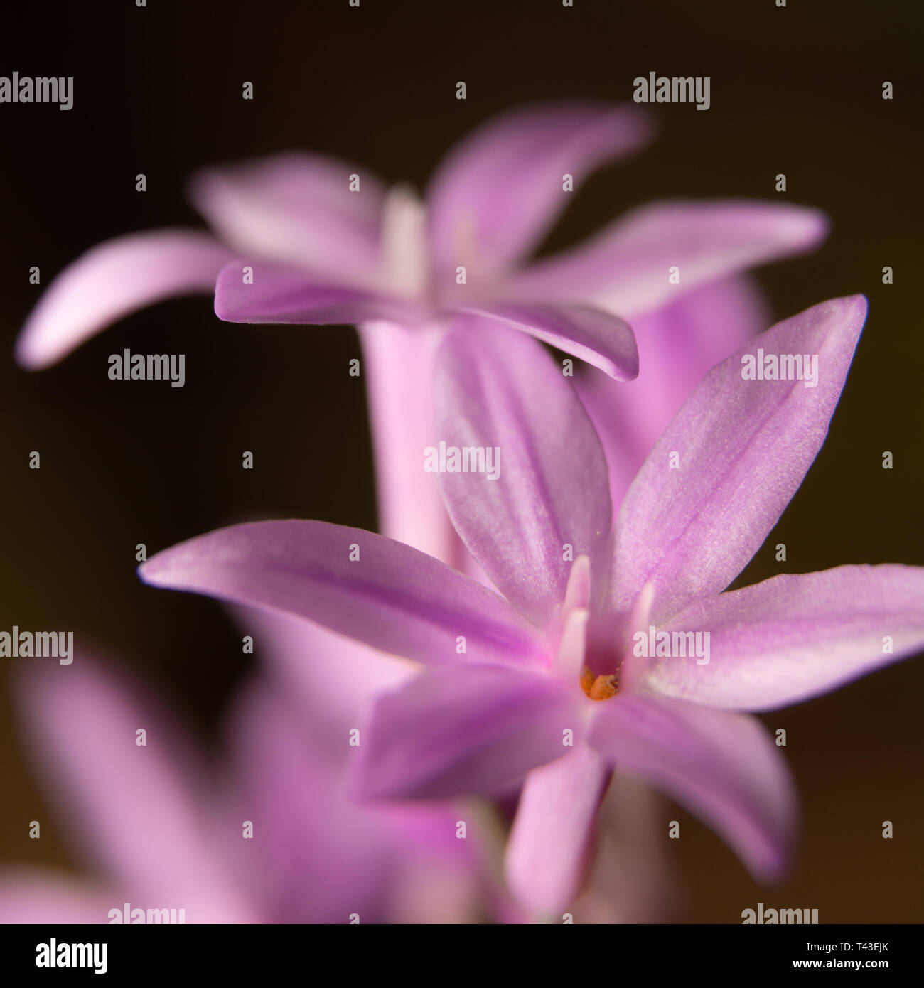 photo of pink wild garlic flowers with specific focus area Stock Photo ...