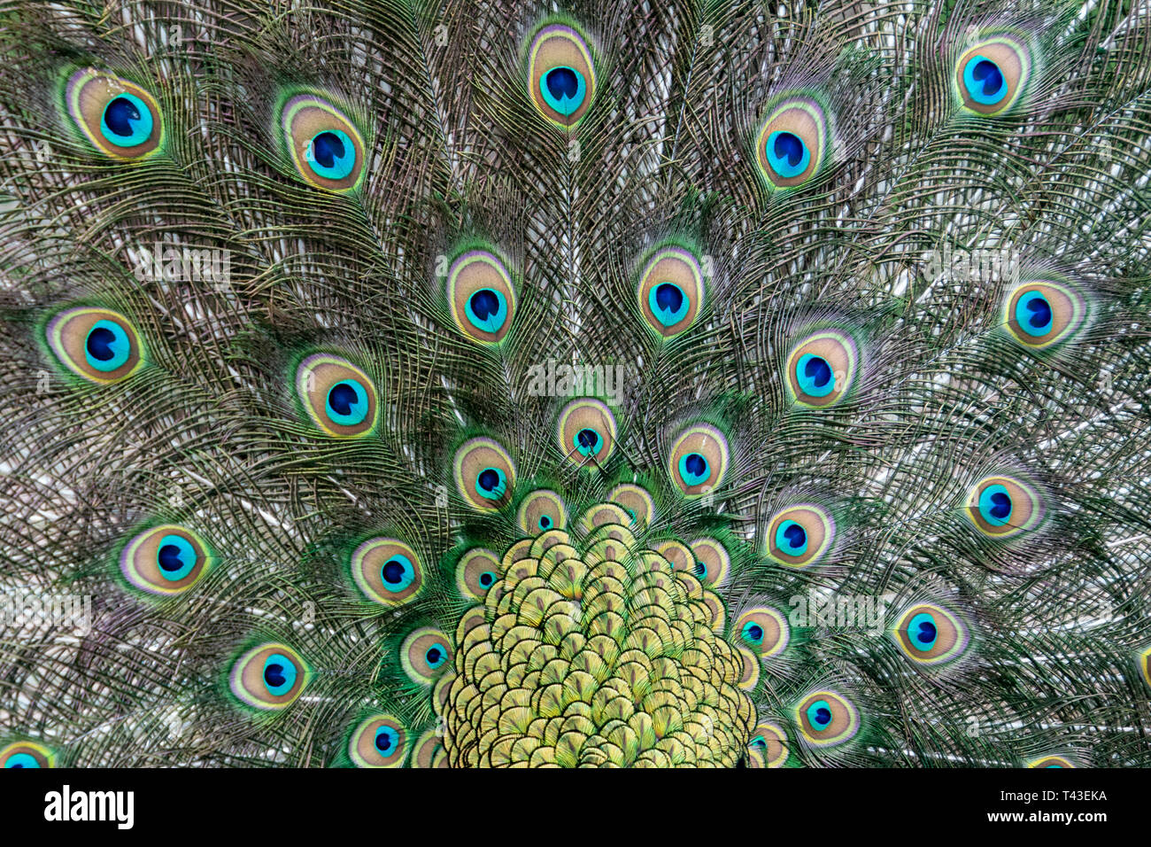 peacock bird close up portrait Stock Photo - Alamy