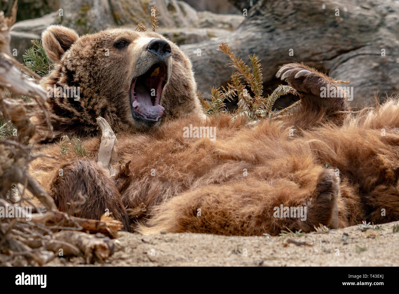 bear while relaxing on his back close up portrait Stock Photo - Alamy