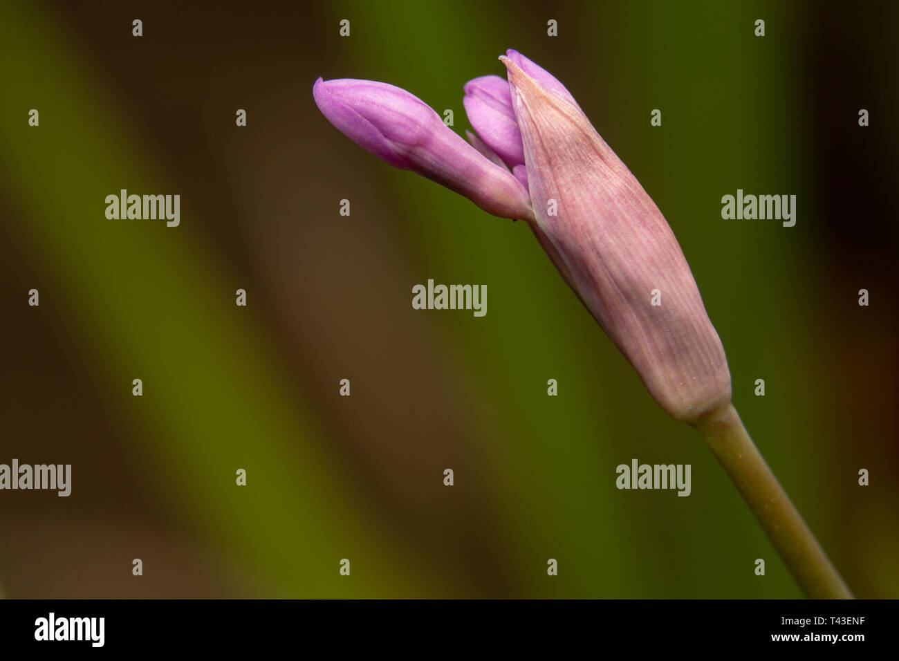 colour photo of pink wild garlic bud Stock Photo - Alamy