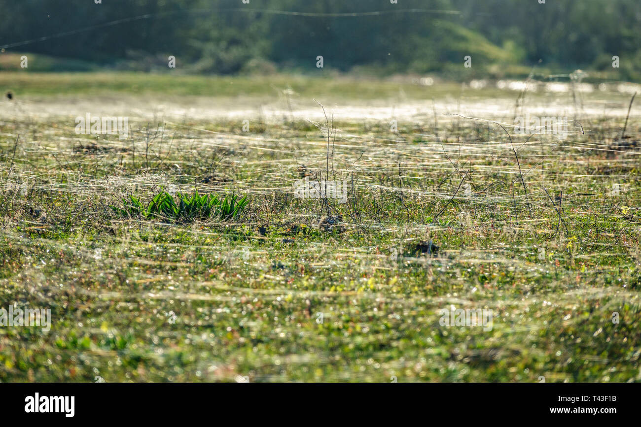 Grass with floating white threads and blurred background Stock Photo ...