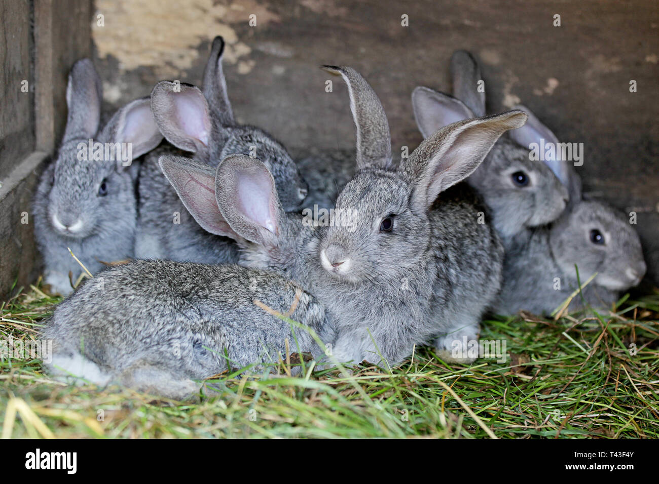 Herbs and rabbits hi-res stock photography and images - Alamy
