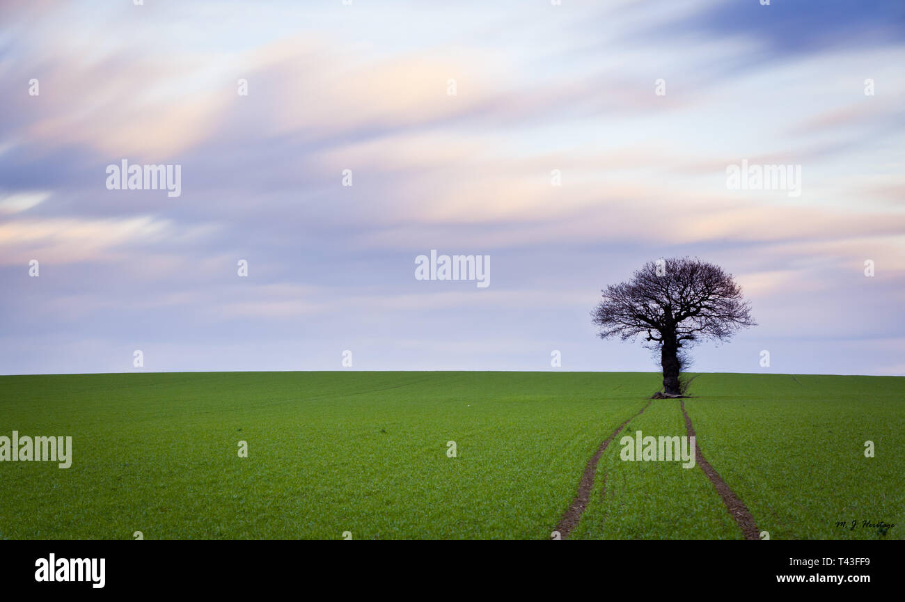 Lonely tree standing in agricultural hi-res stock photography and ...