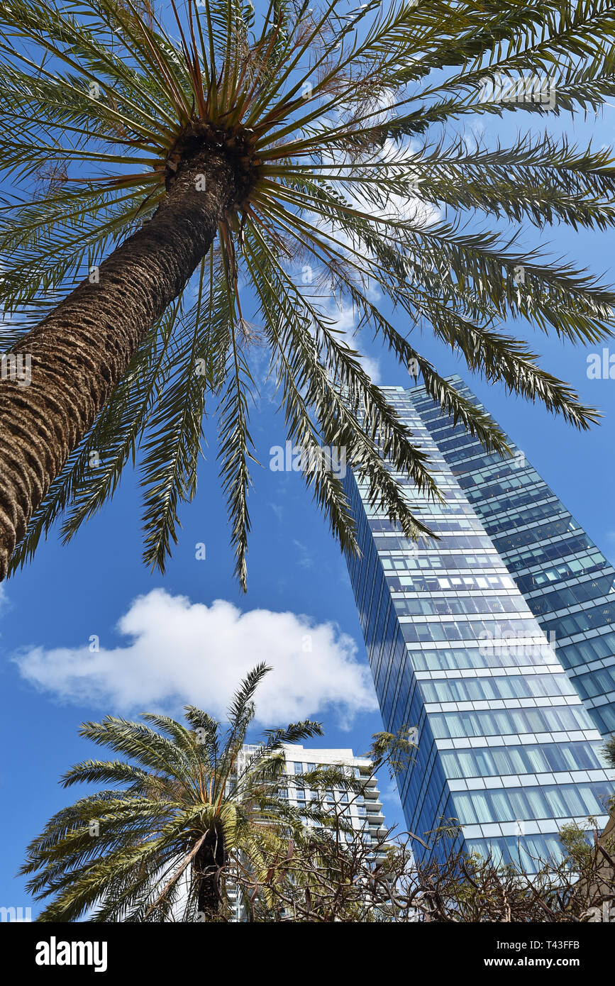 Palm tree in center hi-res stock photography and images - Alamy