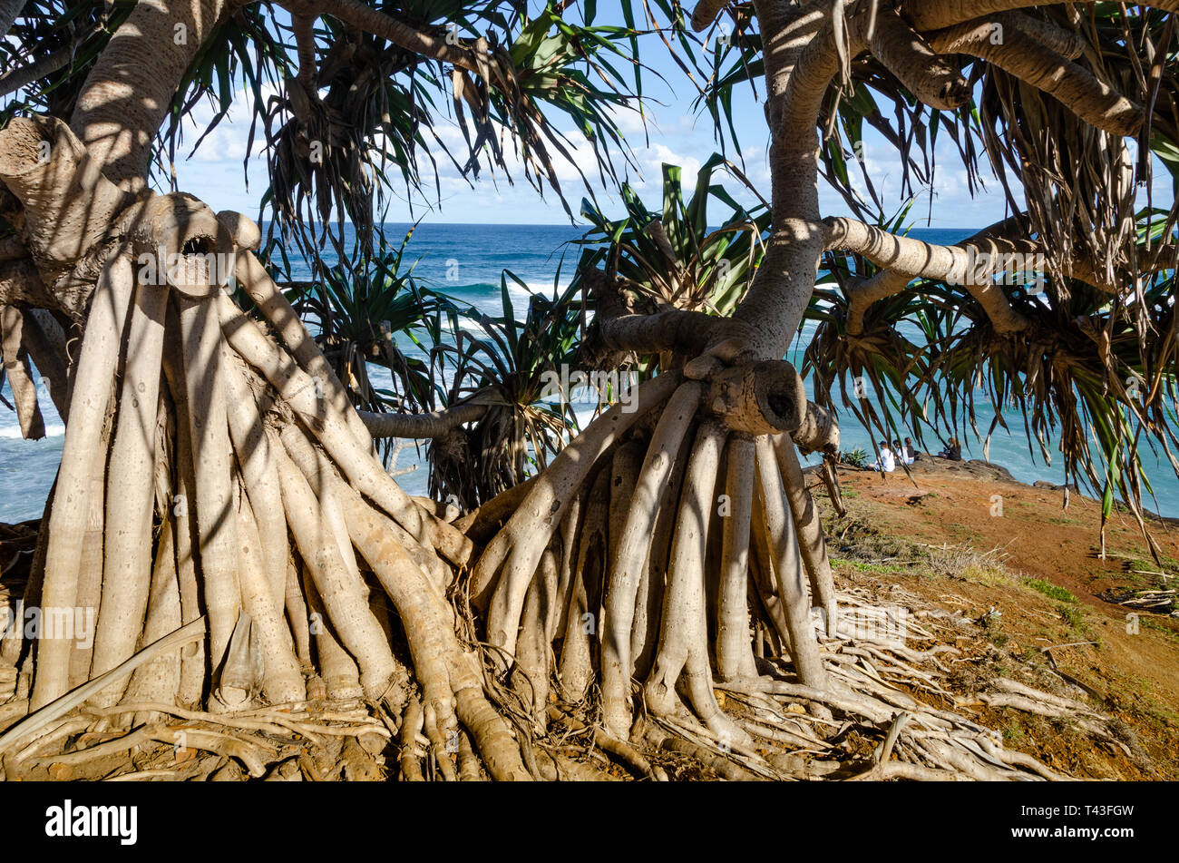 Pandanus roots hi-res stock photography and images - Alamy