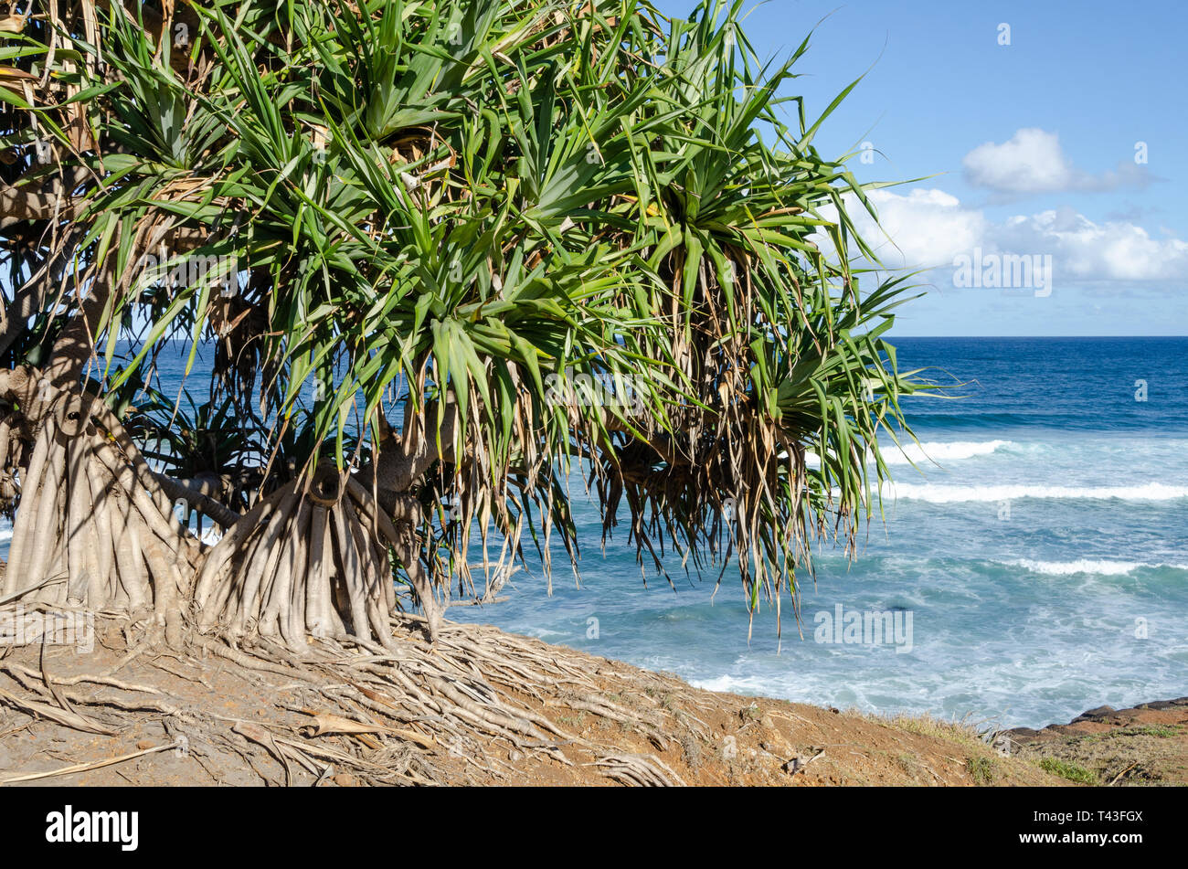 Pandanus roots hi-res stock photography and images - Alamy