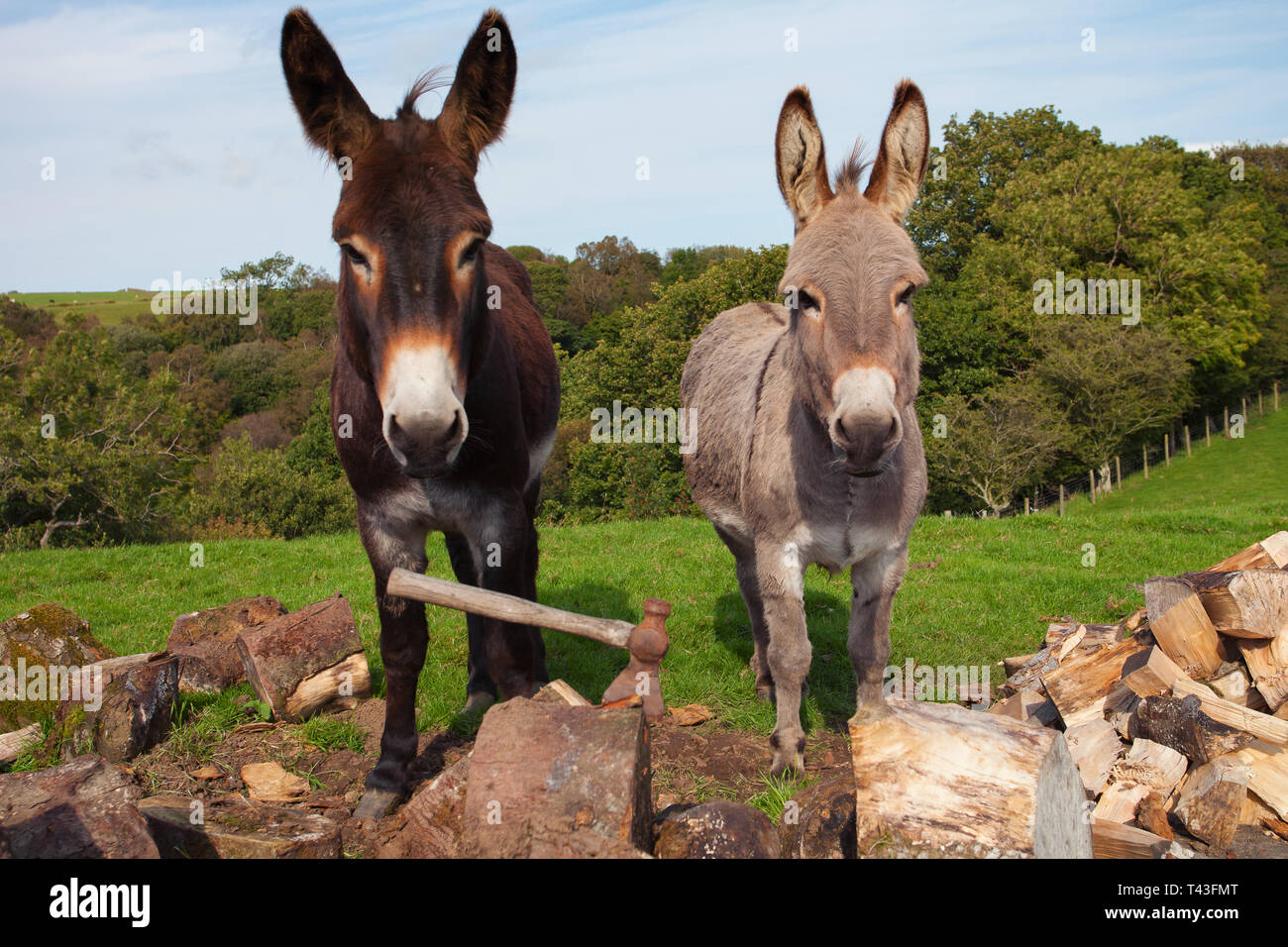 Two donkeys in field hi-res stock photography and images - Alamy