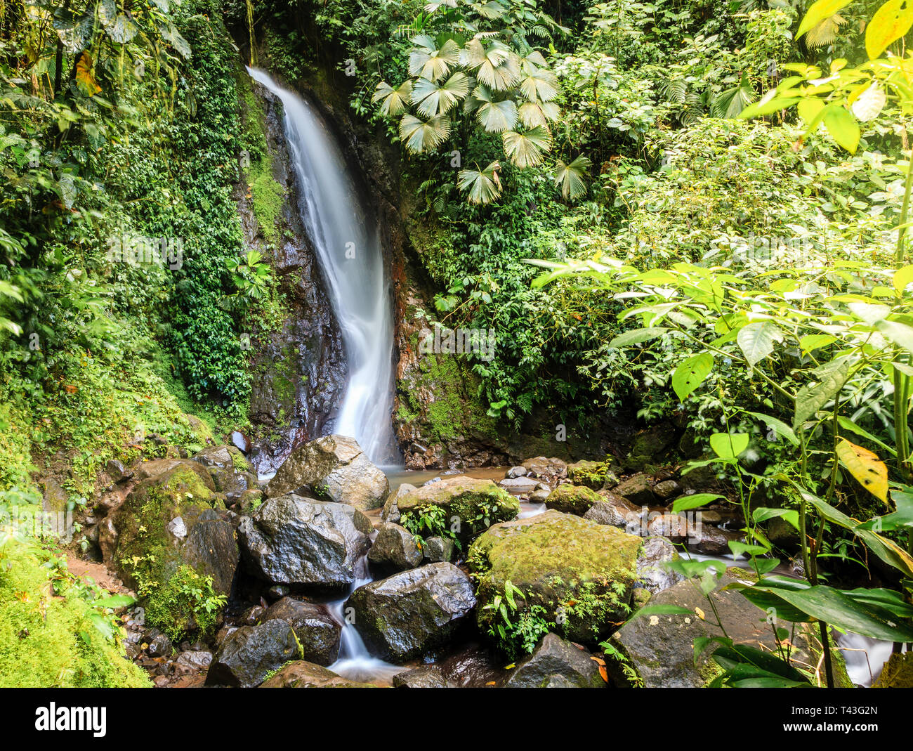 Hanging plants waterfall hi-res stock photography and images - Alamy
