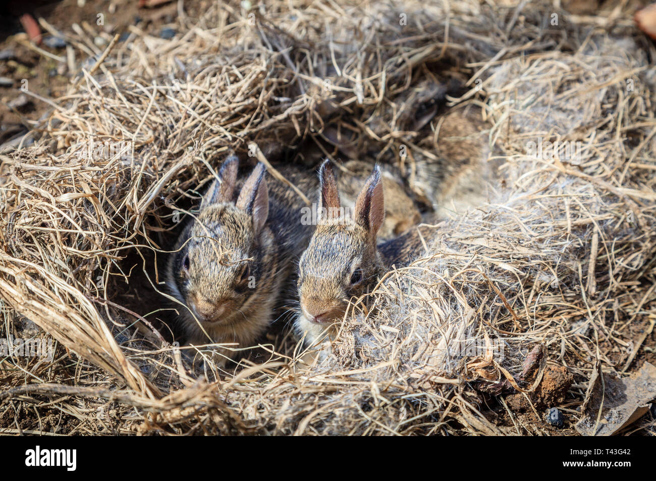 Wild rabbit nest hi-res stock photography and images - Alamy
