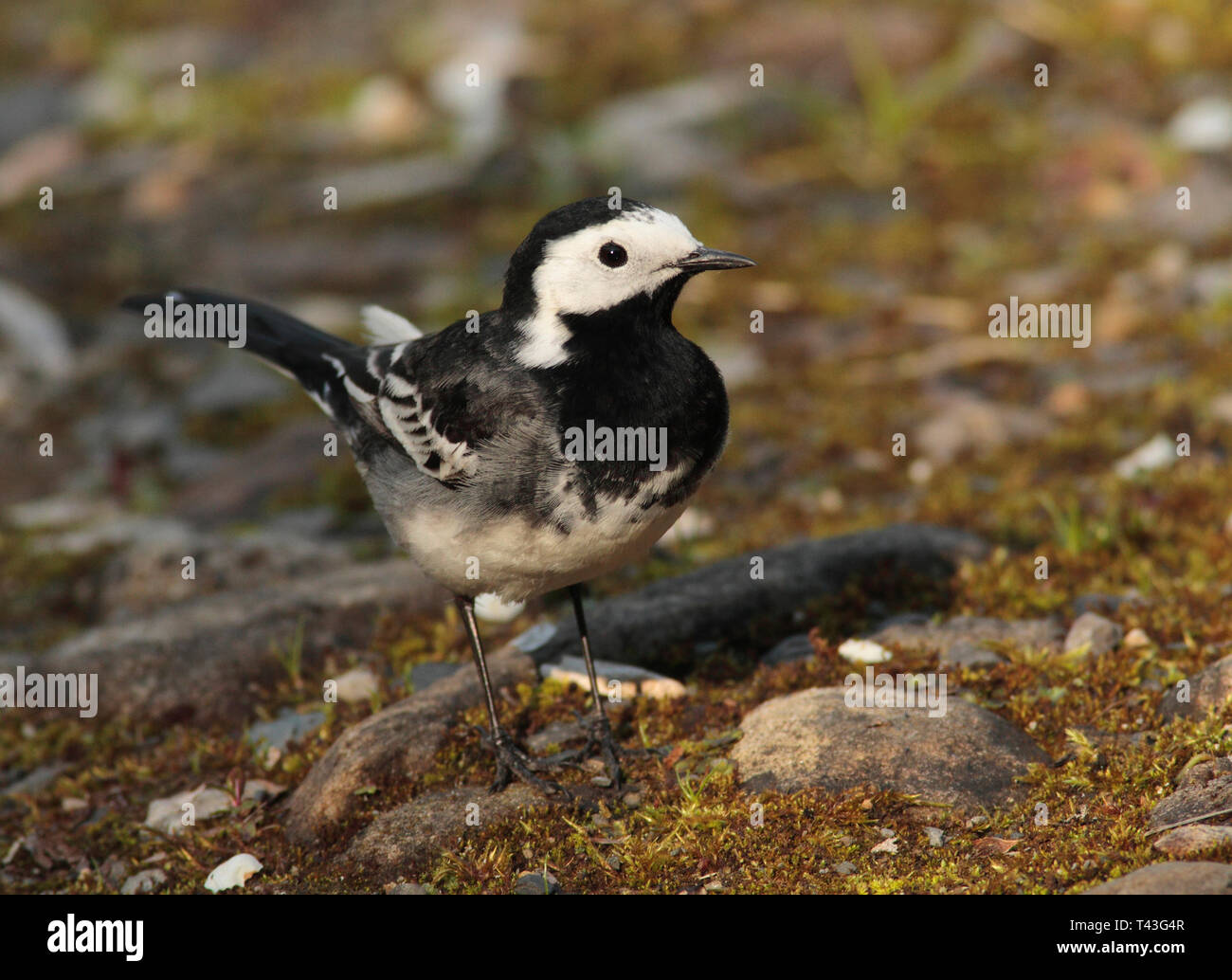 Pied wagtail uk flying hi-res stock photography and images - Alamy