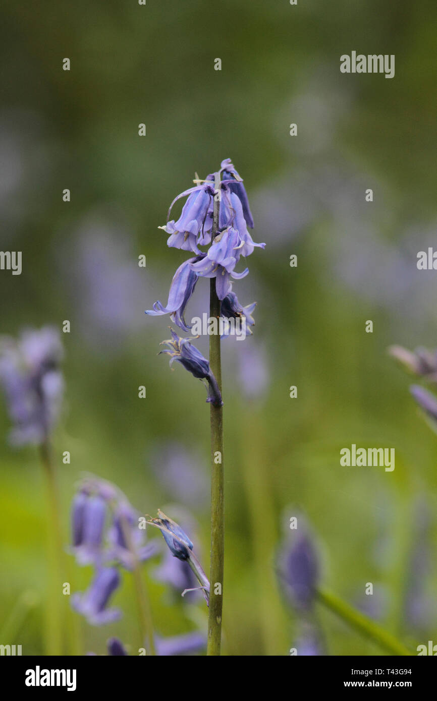 Bluebell in bloom hi-res stock photography and images - Alamy