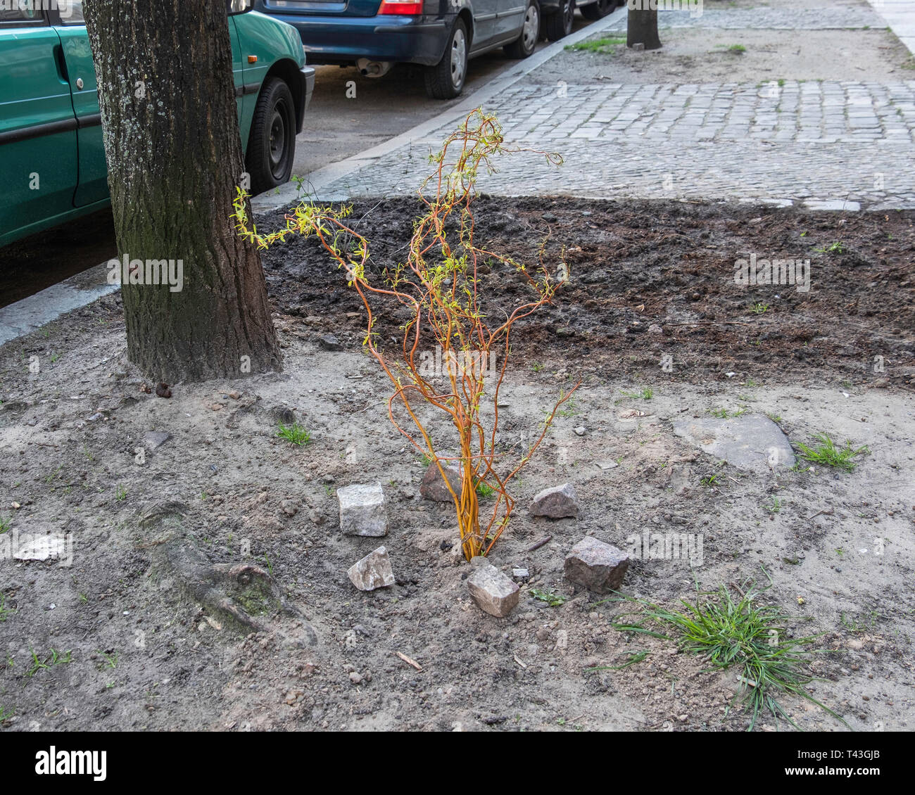 A contorted willow plant in a pavement garden. Salix babylonica ...